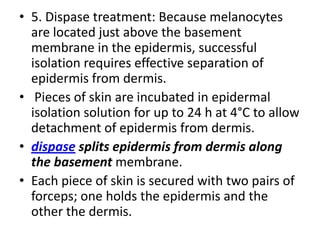 Melanocyte culture technique | PPTX