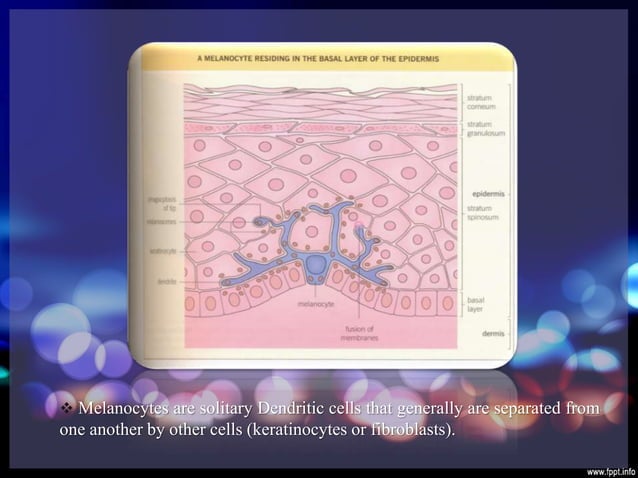 Melanocytic lesion of skin ( final) | PPTX | Skin and Dermatology ...