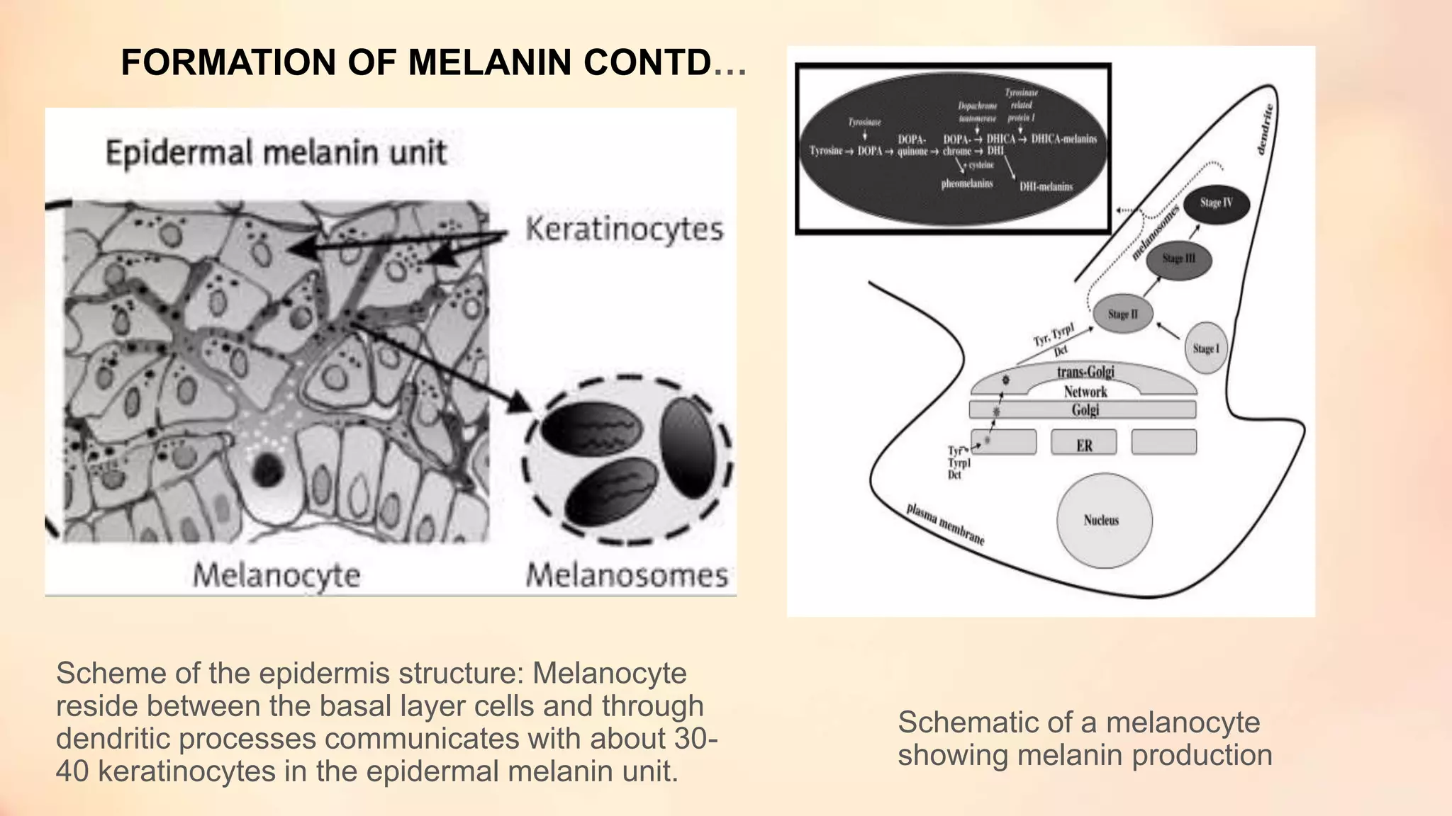 Melanocytic lesions. Pathology | PPTX
