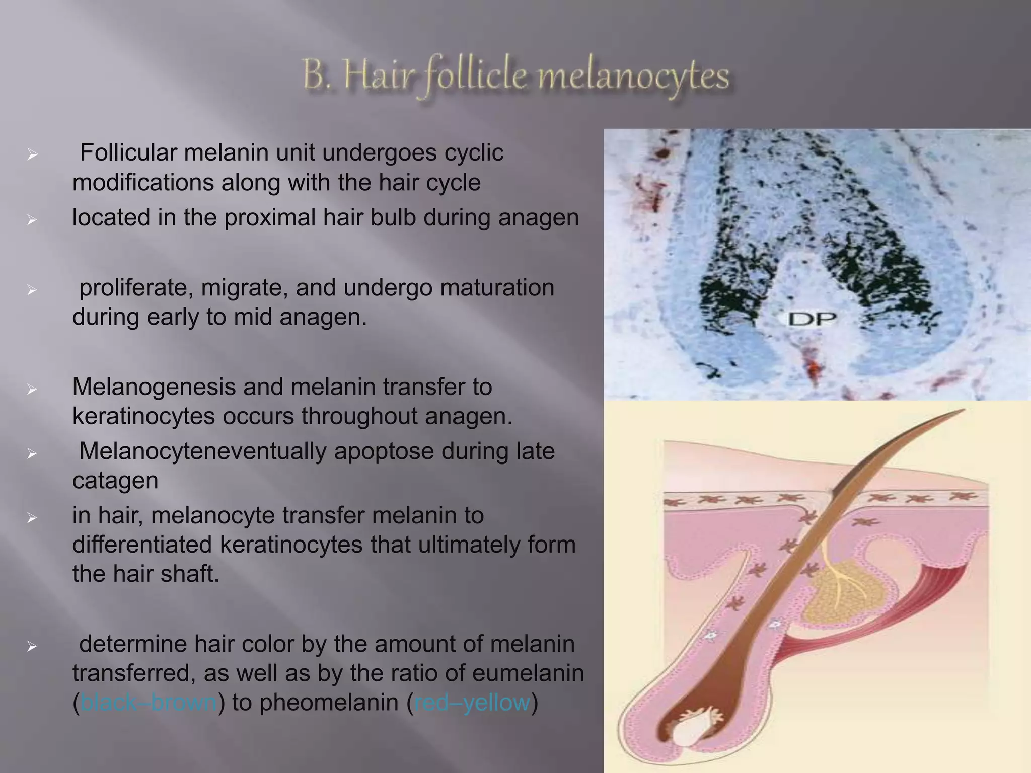 Melanogenesis.doc 2 | PPTX