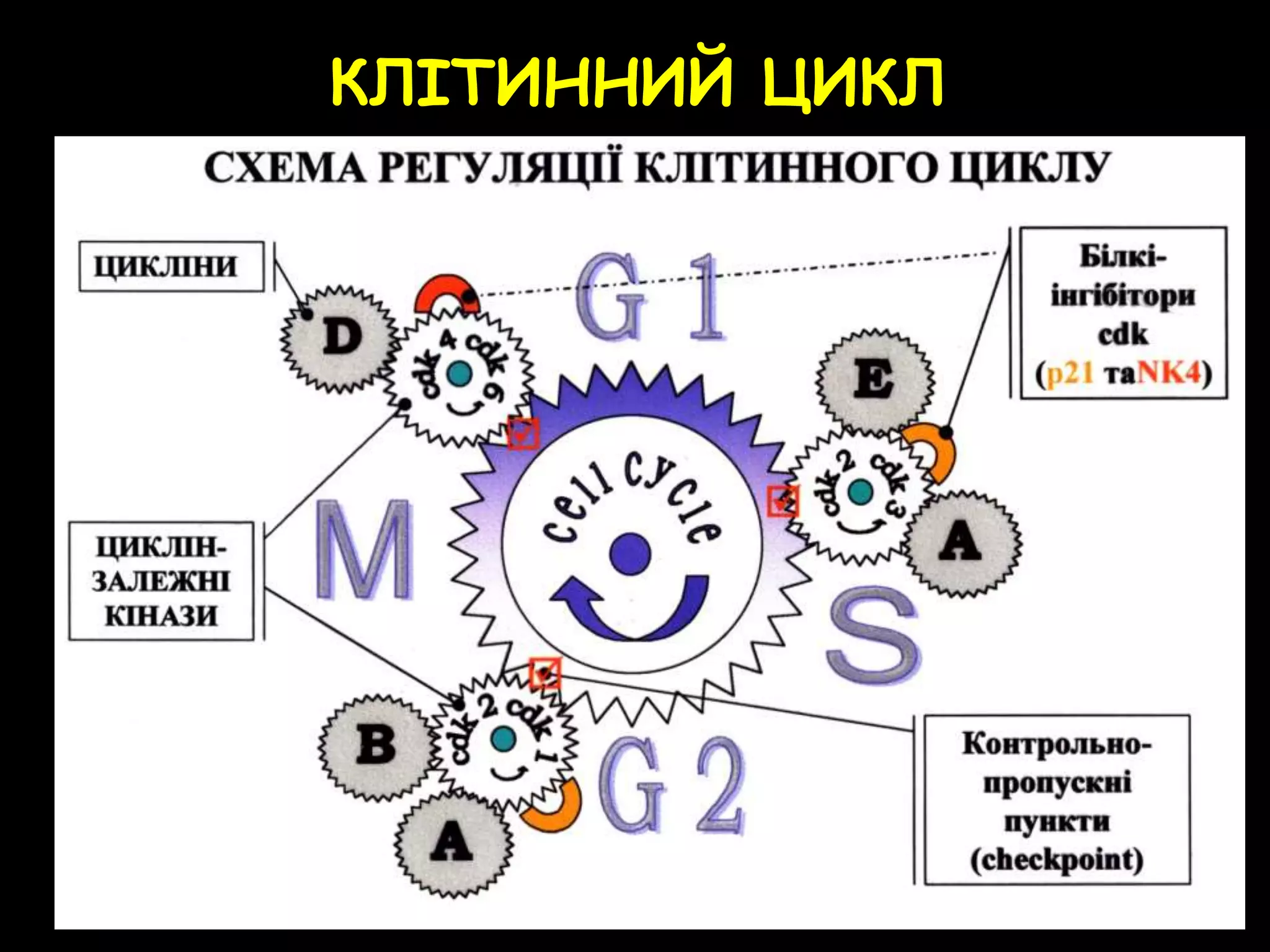 Melanoma kdd 2019 | PPT
