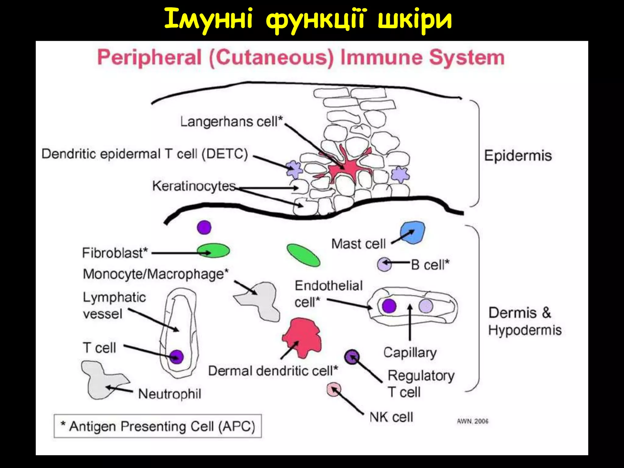 Melanoma kdd 2019 | PPT