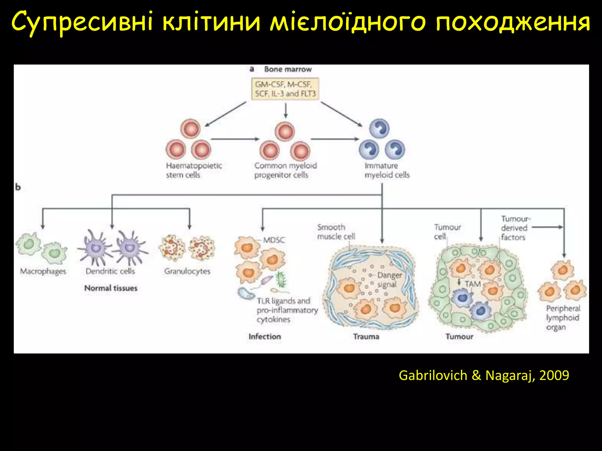 Melanoma kdd 2019 | PPT