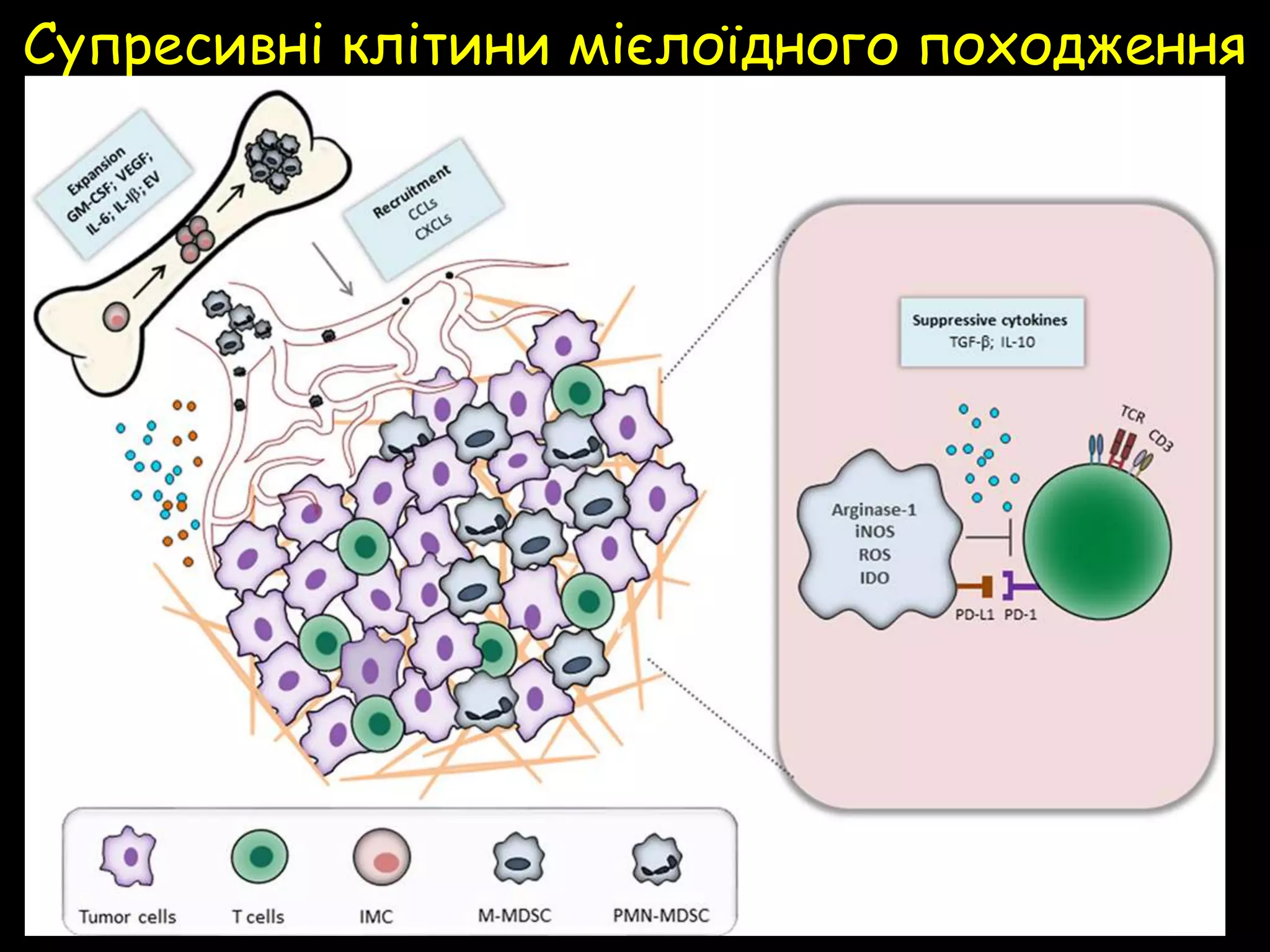 Melanoma kdd 2019 | PPT