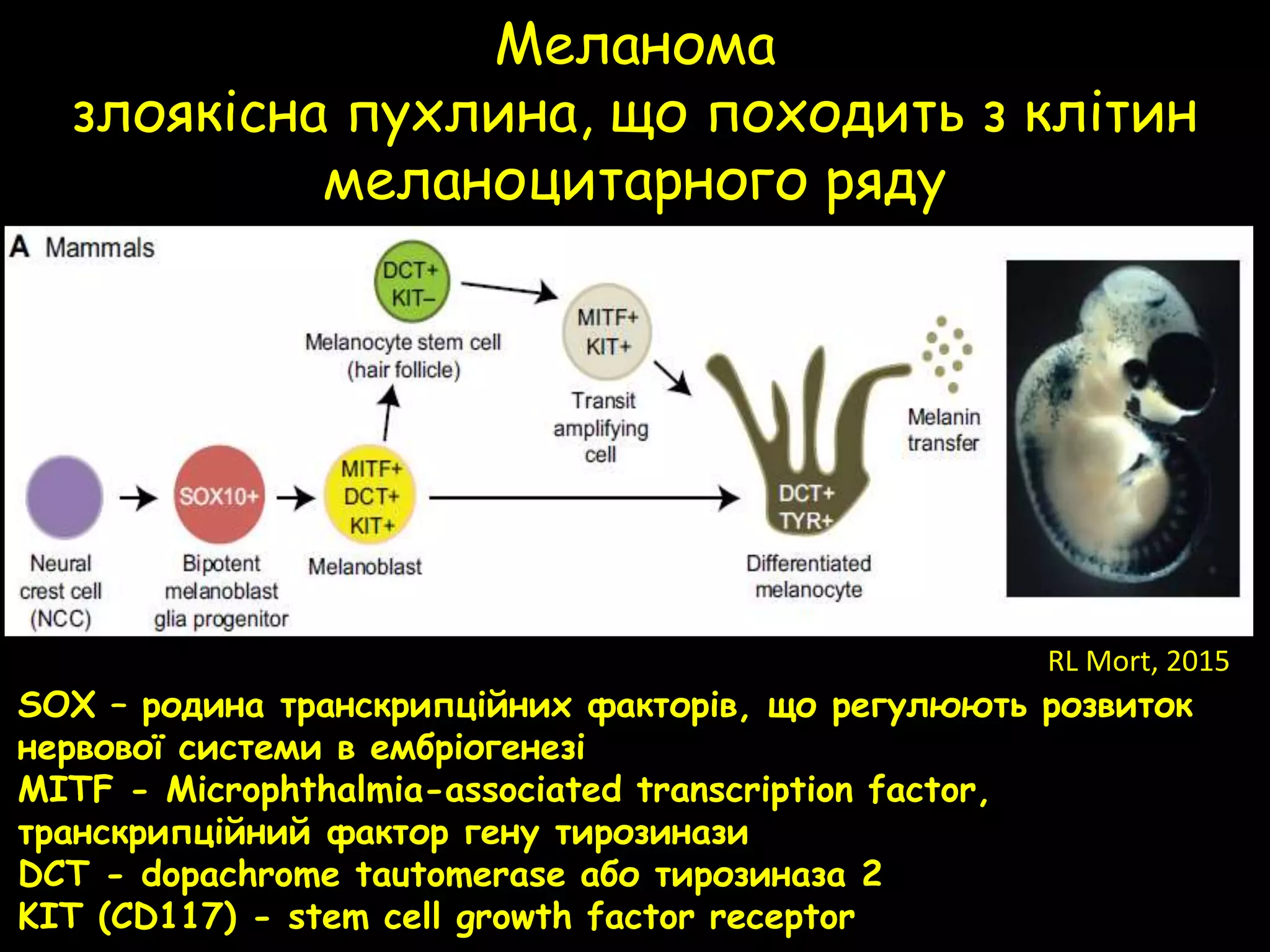 Melanoma kdd 2019 | PPT