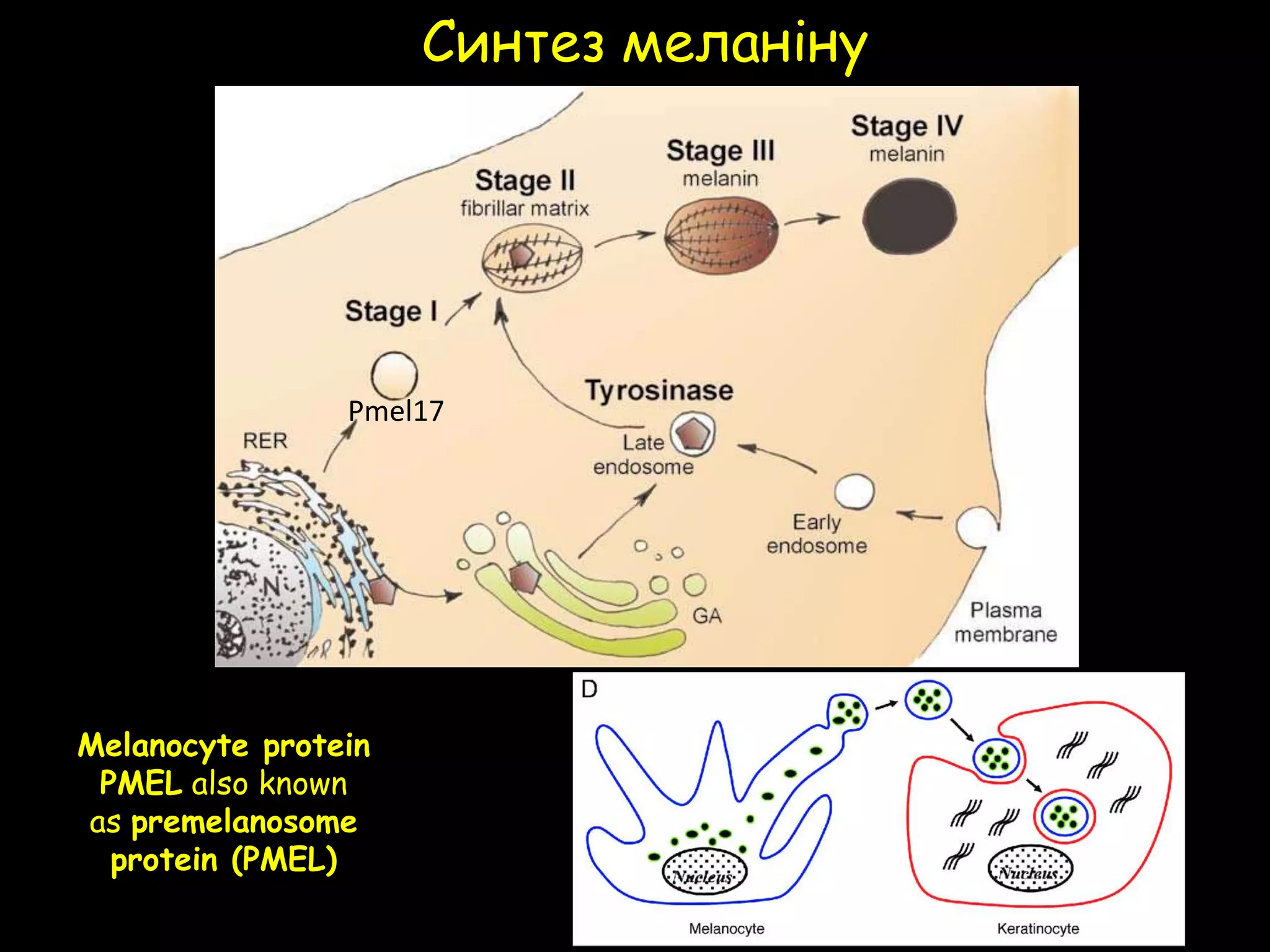 Melanoma kdd 2019 | PPT