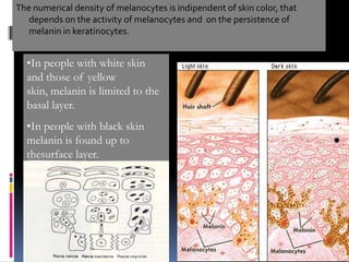 Melasma – epidemiology, classification - Prof. Torello Lotti, MD | PPTX ...