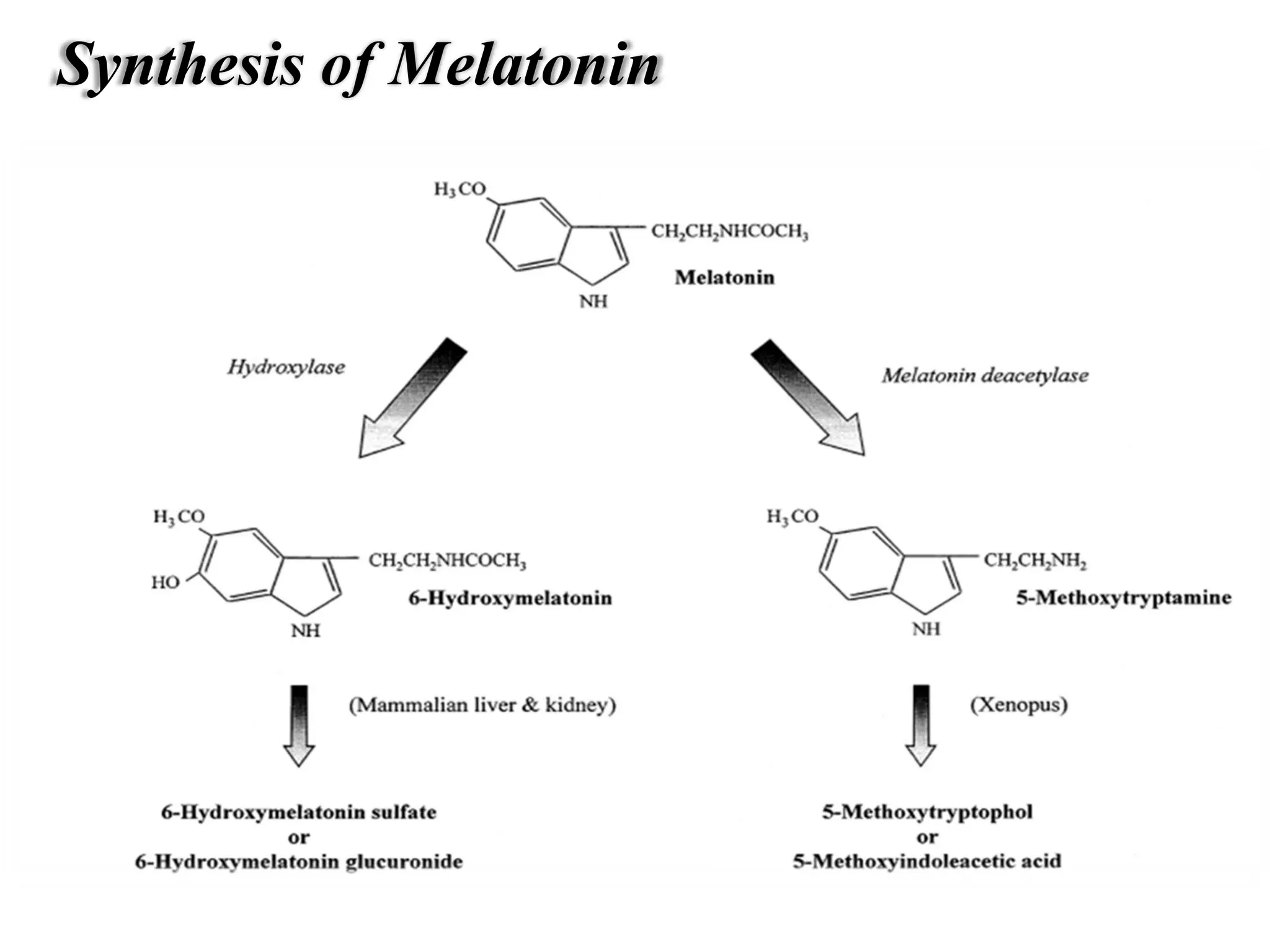 melatonin.pdfjfjkhdgjkzdhgkjdzghdzkjgdhgdg | PPT