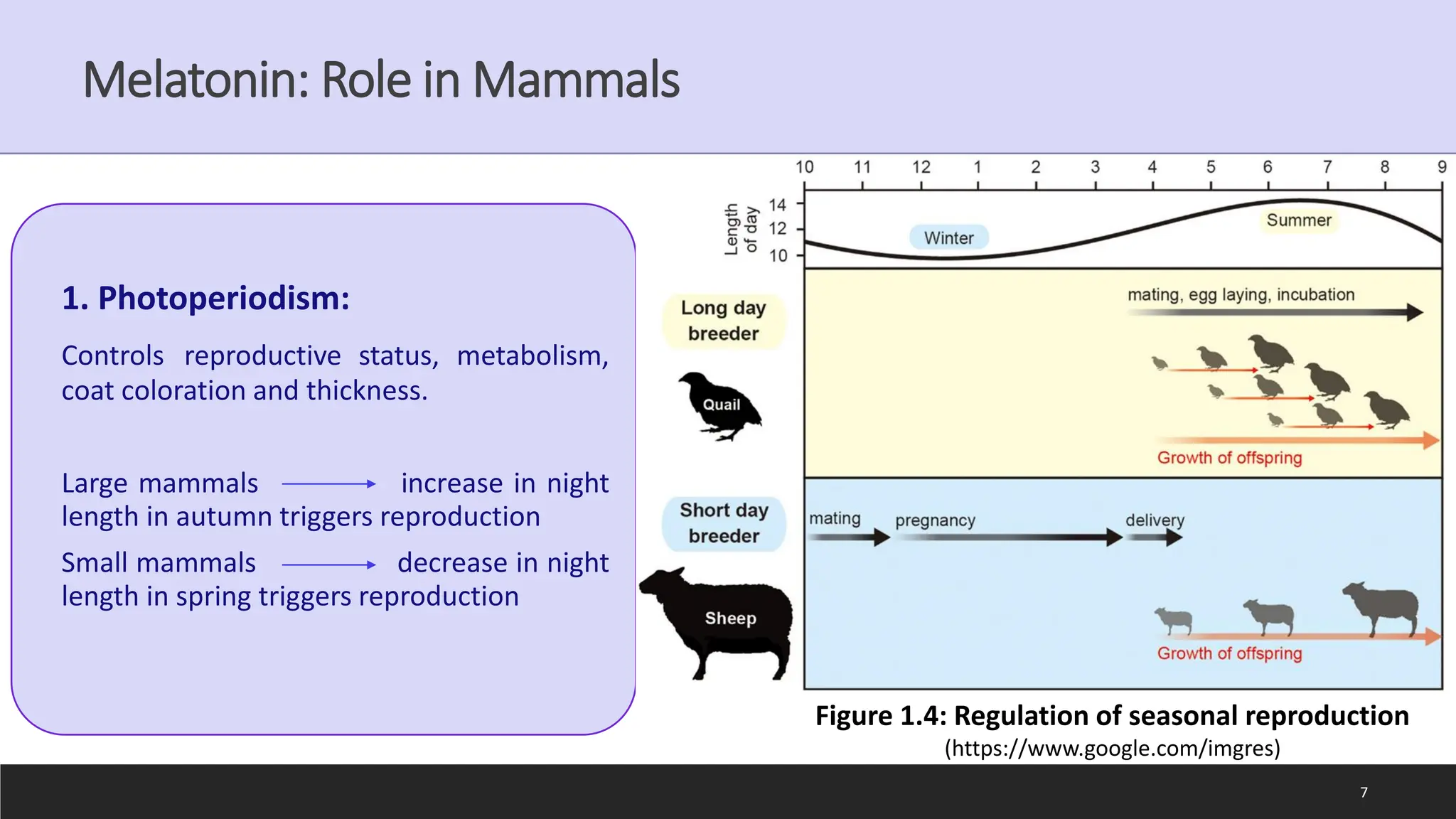 title: up and down regulation of melatonin, decription: these slides ...