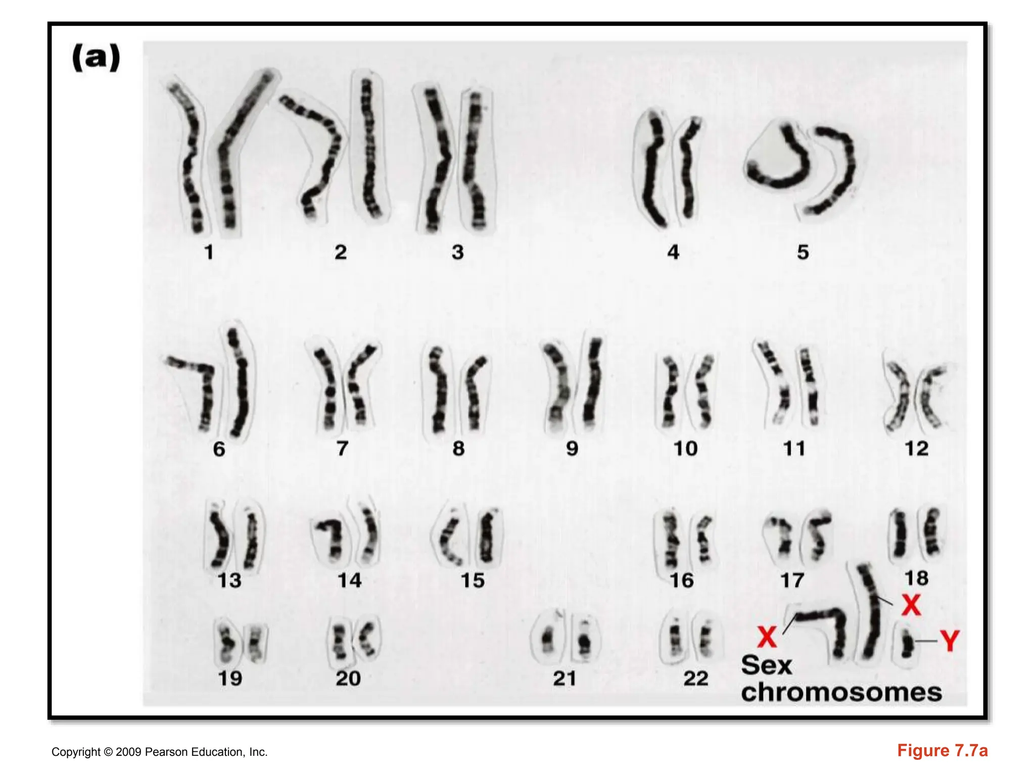 MELC-3-SEX_DETERMINATION-SEX_CHROMOSOMES.ppt/Explain the different patterns of Non-Mendelian ...
