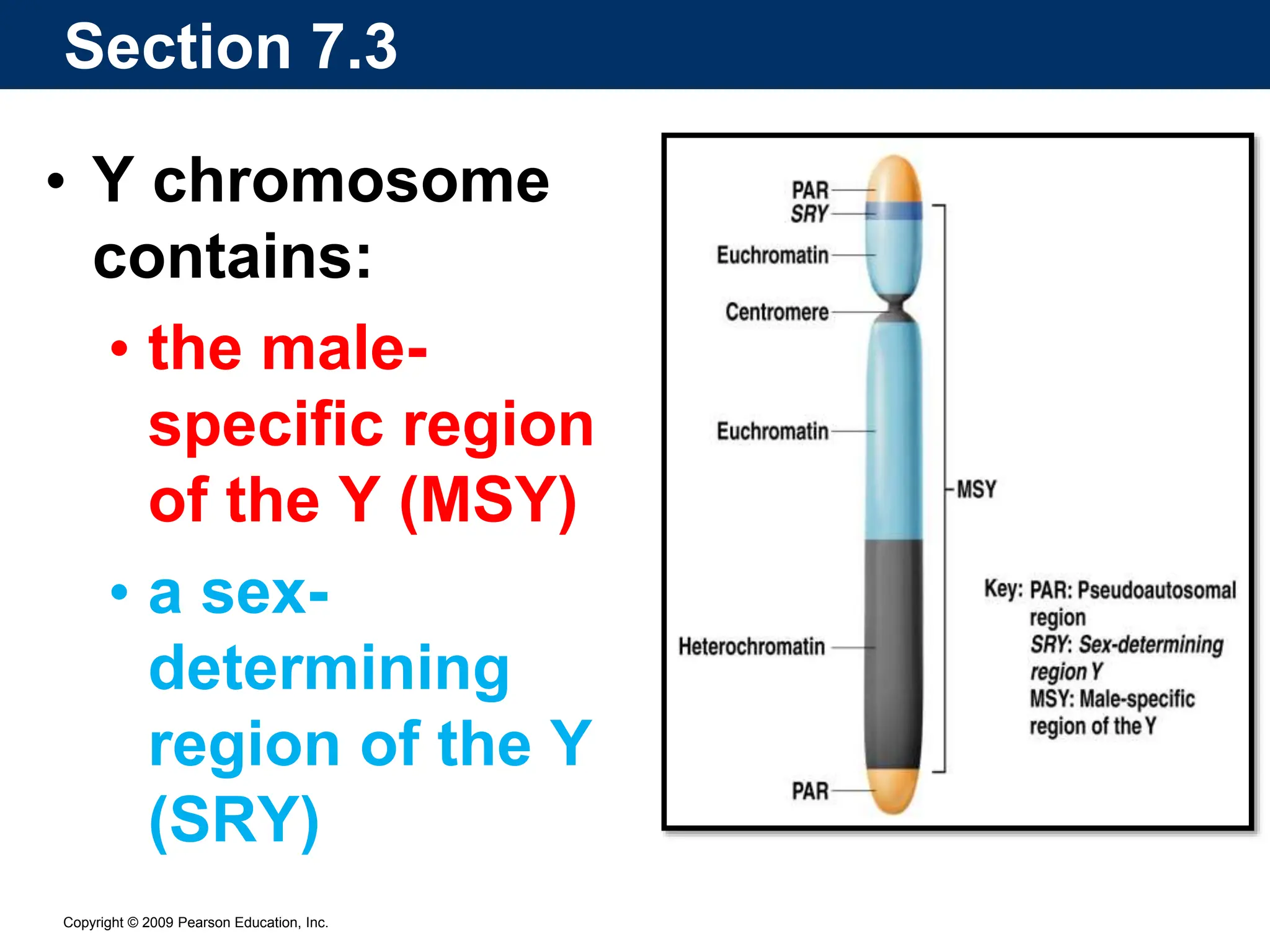 MELC-3-SEX_DETERMINATION-SEX_CHROMOSOMES.ppt/Explain the different patterns of Non-Mendelian ...