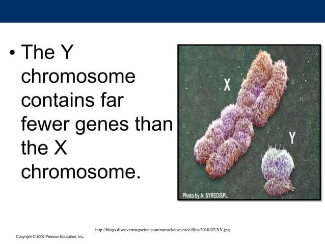 Melc 3 Sex Determination Sex Chromosomes Ppt Explain The Different