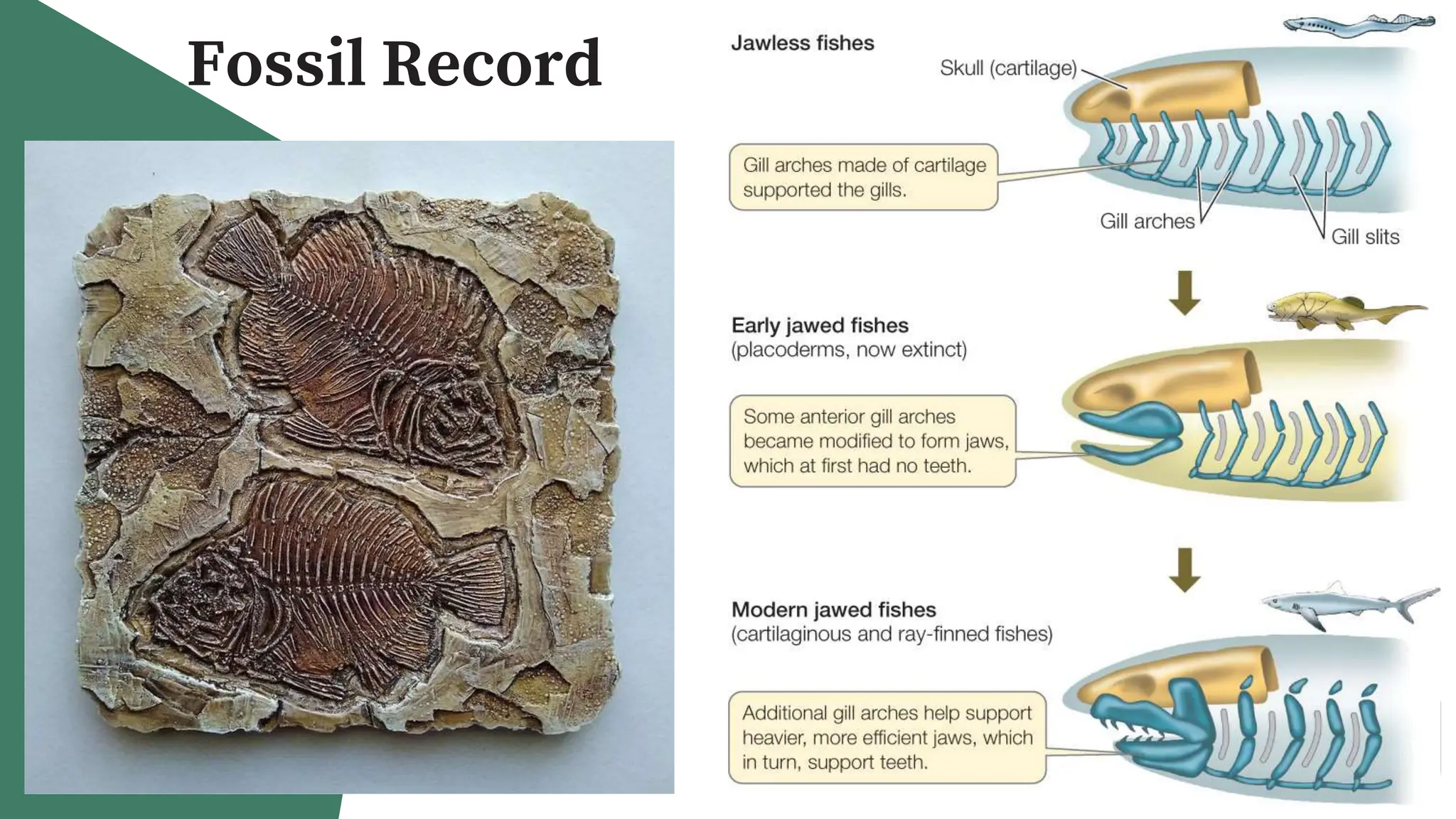 Evidences of Evolution General Biology 2 | PPTX