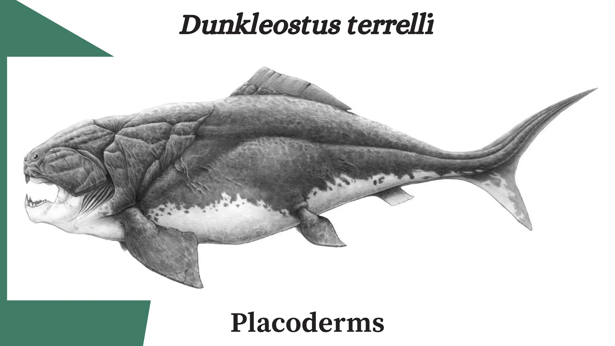 Evidences of Evolution General Biology 2 | PPTX
