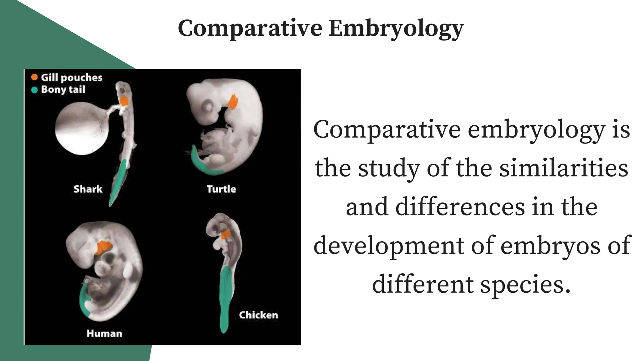 Evidences of Evolution General Biology 2 | PPTX