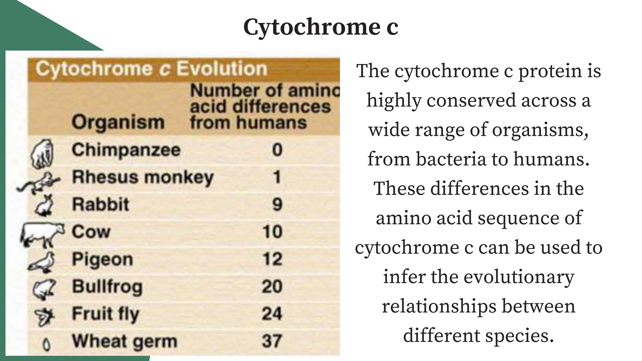 Evidences of Evolution General Biology 2 | PPTX