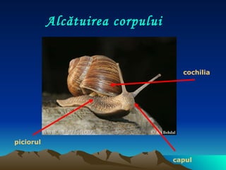 Melculdelivada | PPT