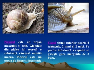 Melculdelivada | PPT