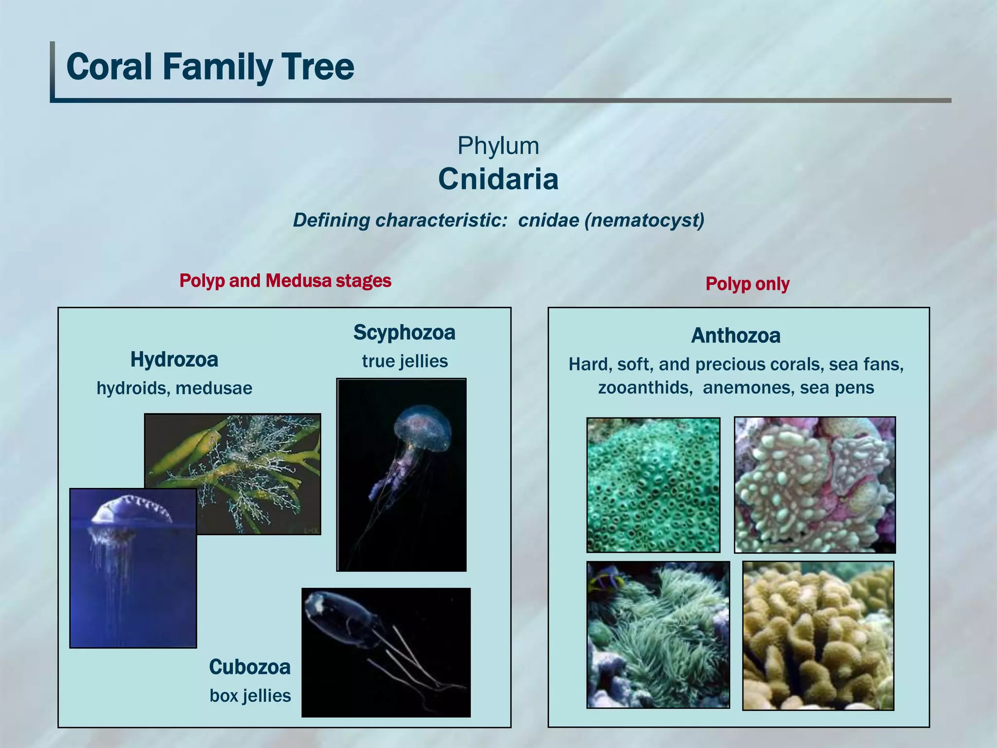 Mele Coral Biology | PPTX