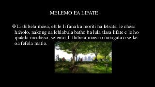 Melemo ea Lifate | PPTX