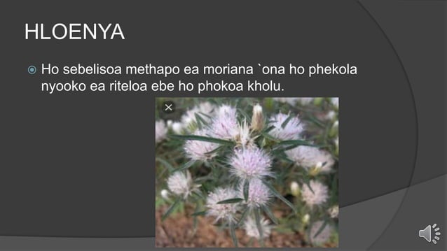 MELEMO EA LITLHARE TSA SESOTHO.pptx