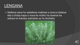 MELEMO EA LITLHARE TSA SESOTHO.pptx