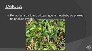 MELEMO EA LITLHARE TSA SESOTHO.pptx