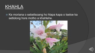 MELEMO EA LITLHARE TSA SESOTHO.pptx