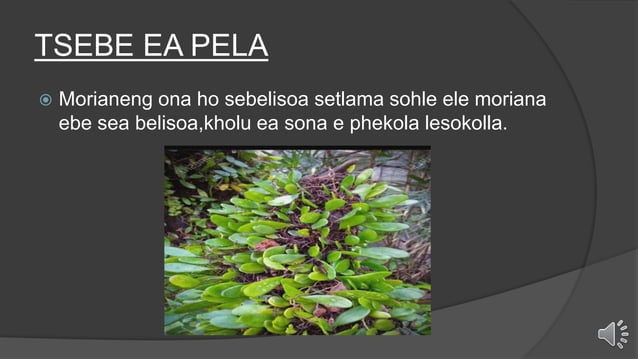 MELEMO EA LITLHARE TSA SESOTHO.pptx
