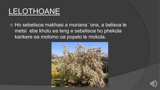 MELEMO EA LITLHARE TSA SESOTHO.pptx