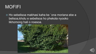 MELEMO EA LITLHARE TSA SESOTHO.pptx