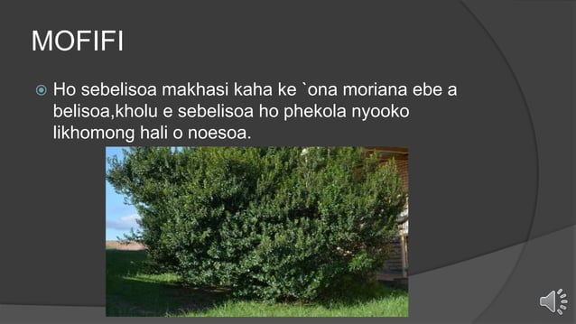 MELEMO EA LITLHARE TSA SESOTHO.pptx