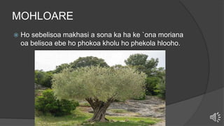 MELEMO EA LITLHARE TSA SESOTHO.pptx