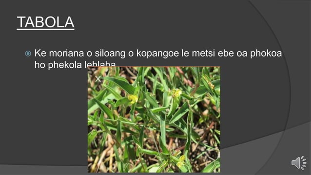 MELEMO EA LITLHARE TSA SESOTHO.pptx