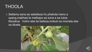 MELEMO EA LITLHARE TSA SESOTHO.pptx