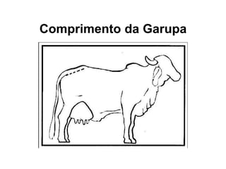 Melhoramento animal,caracteristicas exteriores do bovino de leite | PPTX
