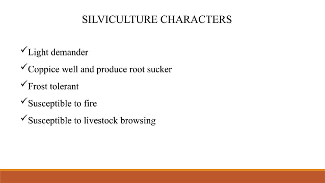 melia dubia ppt-1.pptx silviculture practices | PPT