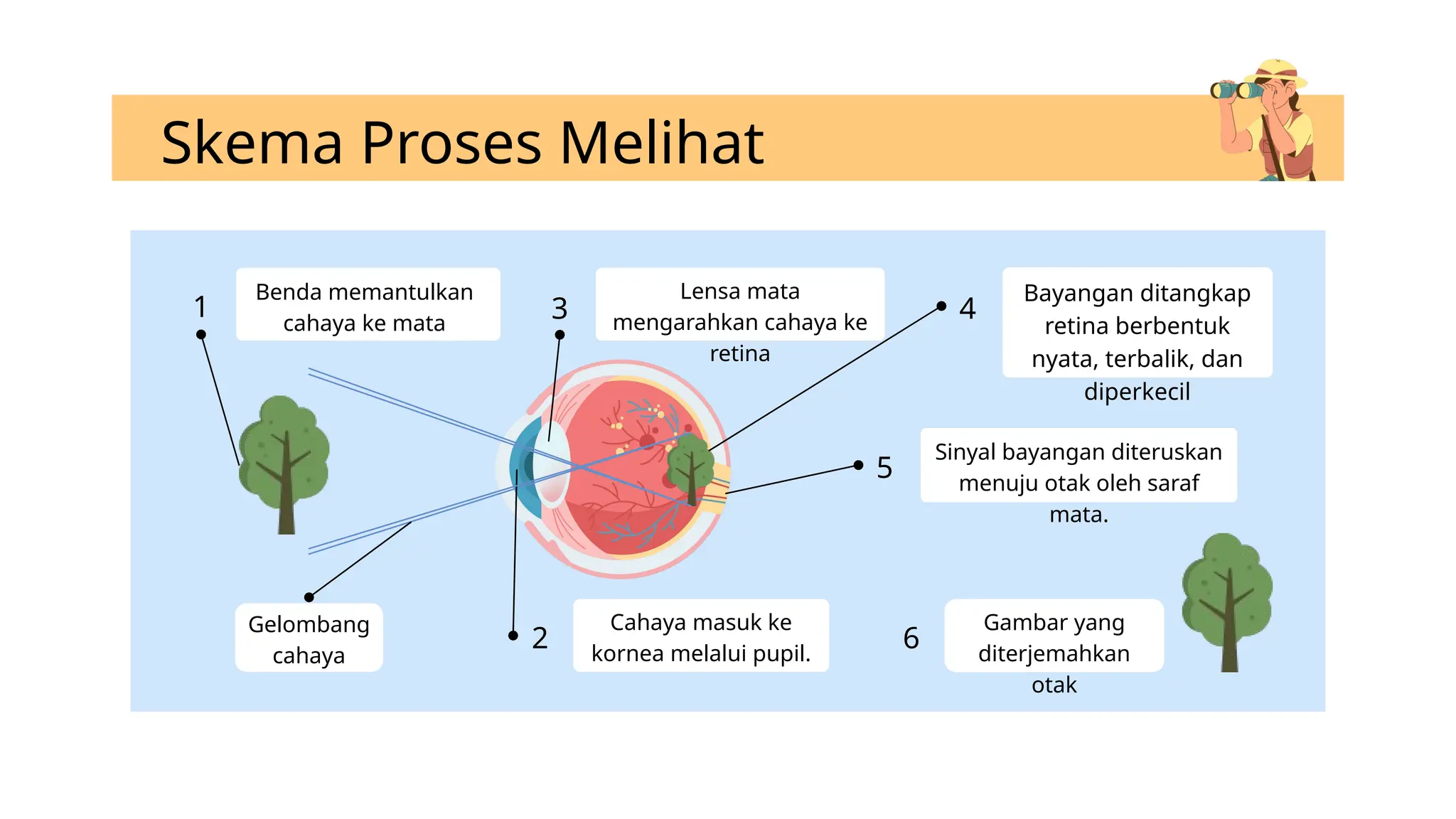 Melihat Karena Cahaya Presentasi Pendidikan IPAS Kuning Biru dan Hijau ...