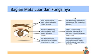 Melihat Karena Cahaya Presentasi Pendidikan IPAS Kuning Biru dan Hijau ...
