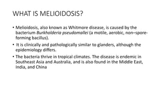 Melioidosis Presentation By Dr.Samba.pptx