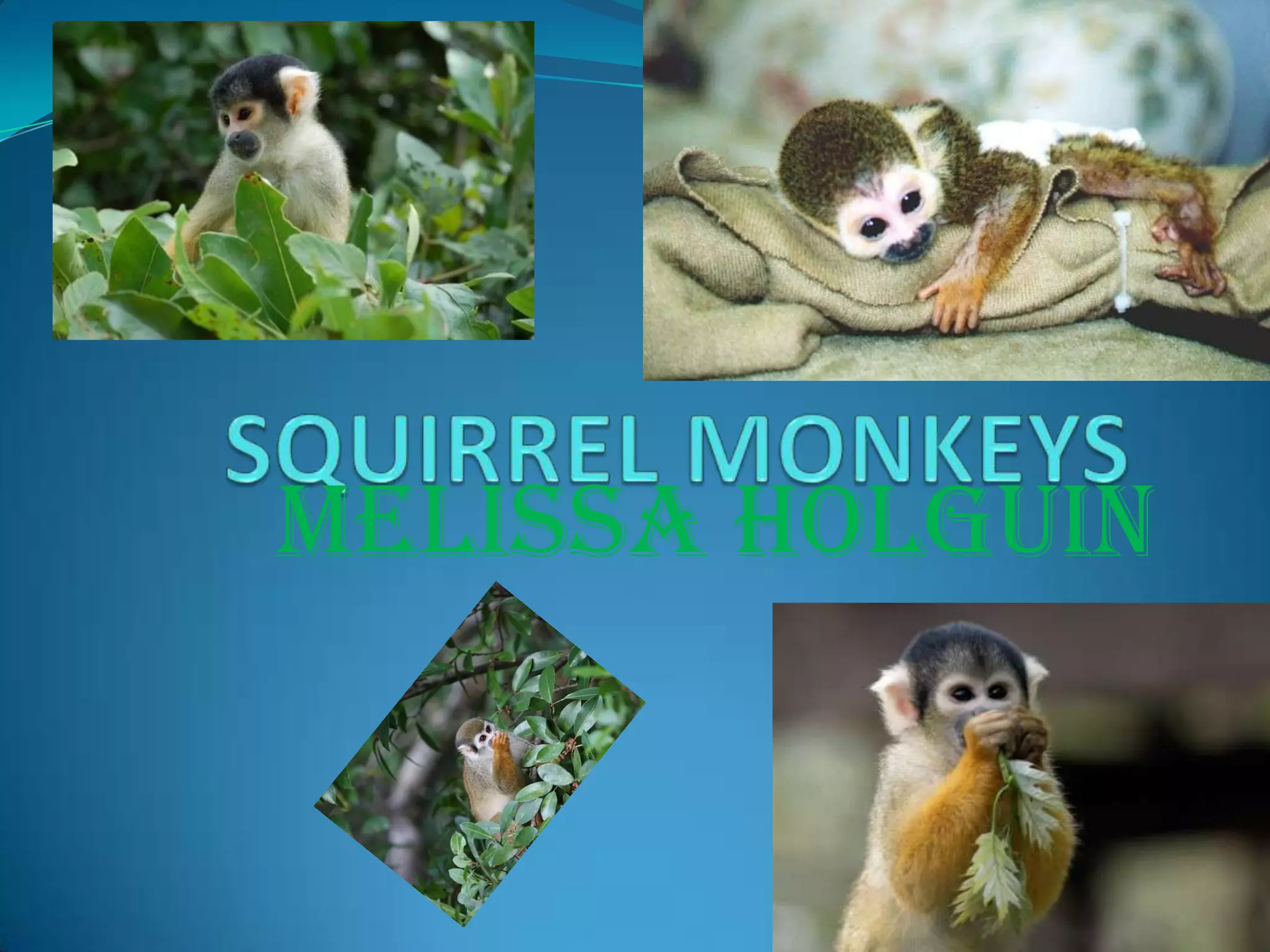 Melissa squirrell monkey | PPTX