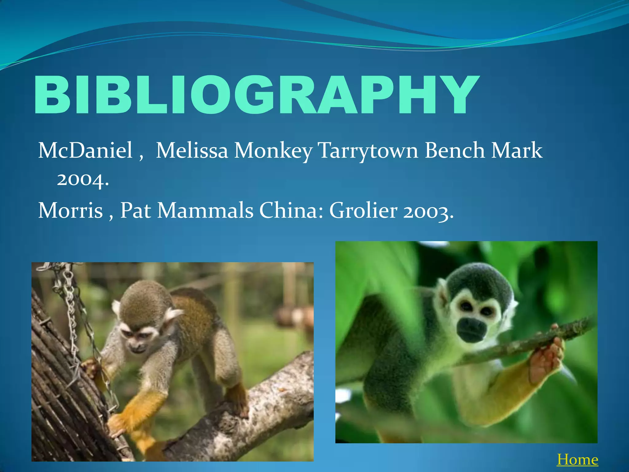 Melissa squirrell monkey | PPTX