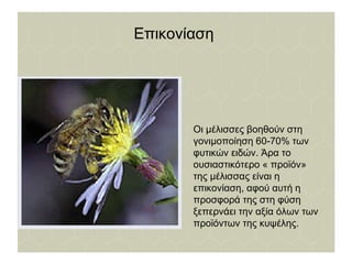 Οι μέλισσες | PPT