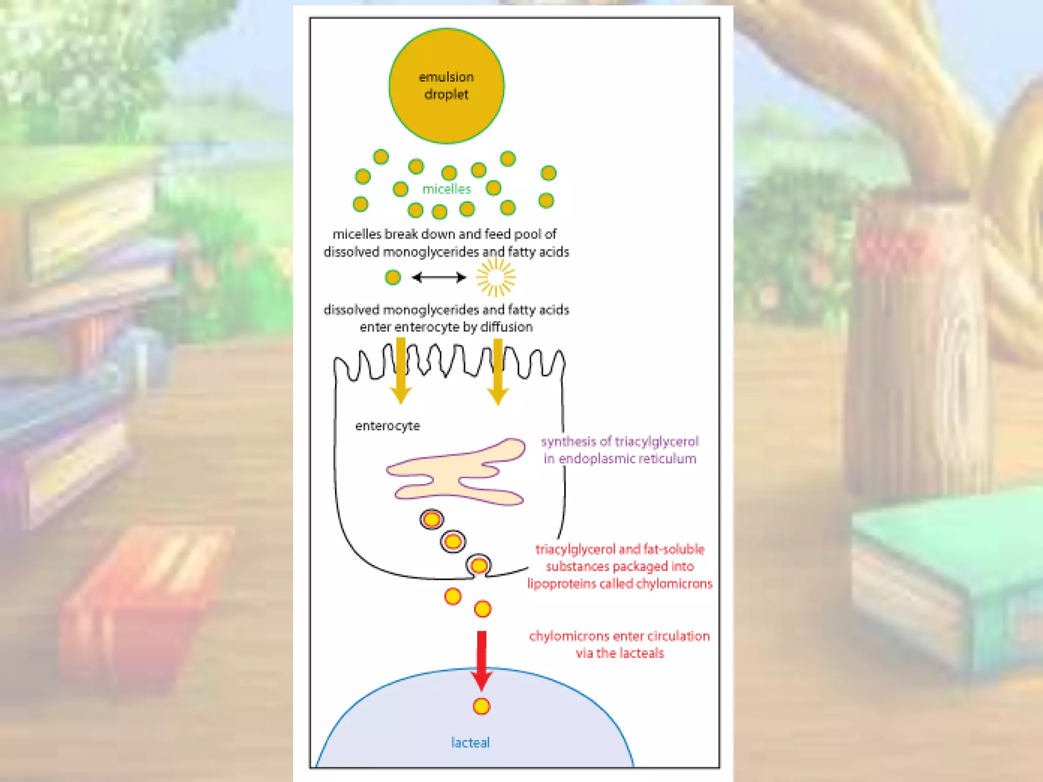 Mellss Yr1 Biochemistry Lipid Pptx