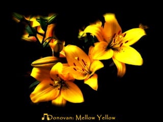 Mellow yellow | PPS