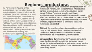 Producción de melon nombre científico Cucumis melo enpanamá | PPTX
