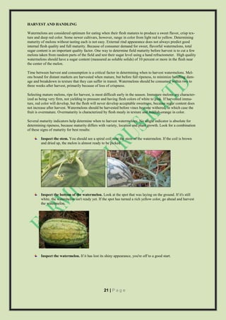 Melon guide | PDF