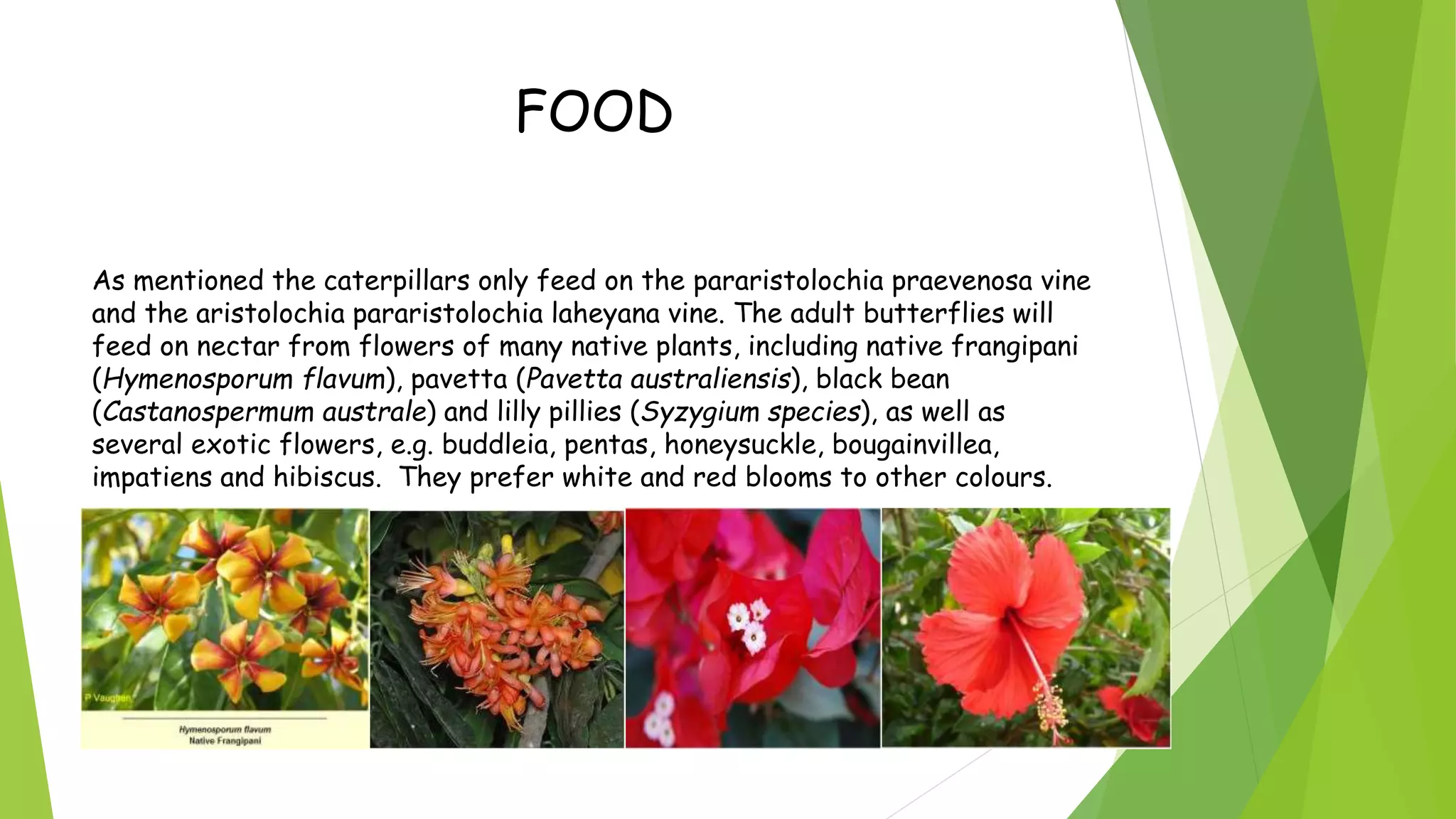 Mel's blo gpowerpoint presentation | PPT