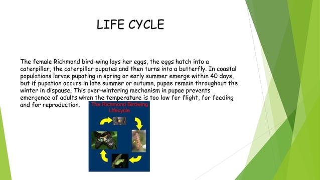 Mel's blo gpowerpoint presentation | PPT