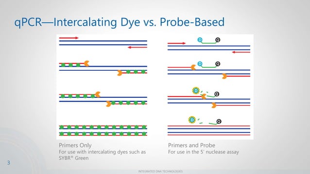 Understanding Melt Curves for Improved SYBR® Green Assay Analysis and ...